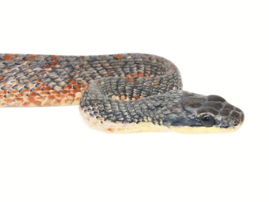 Neotropical Bird-Eating Snake (Phryrnonax Poecilonotus) More Colubrid ...