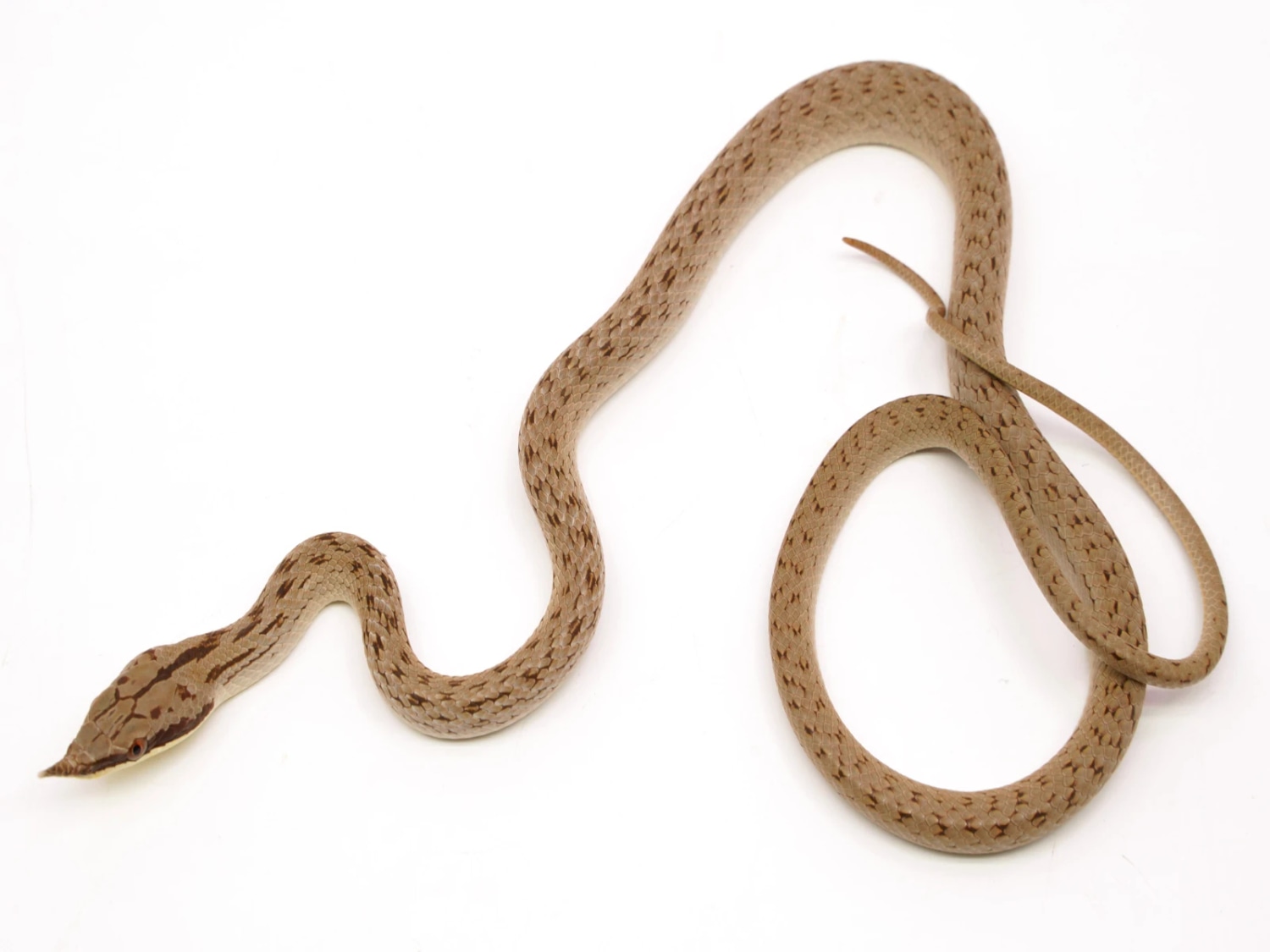 New 21' CBB Rhino Rat Snake From A Blue X Green Breeding Males ONLY ...