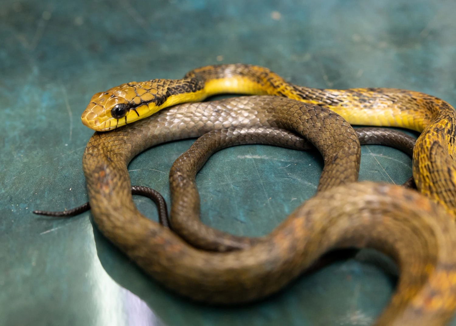 Amazon Puffing Snake Pseustes Sulphureus Captive Hatched More Colubrid ...