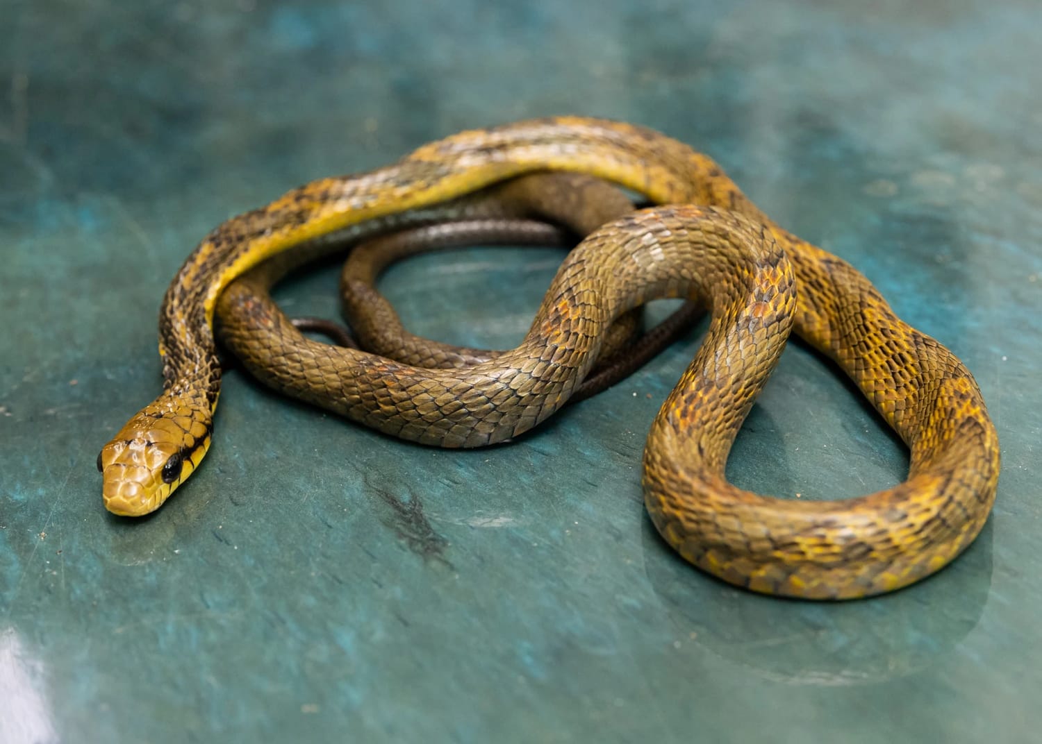 Amazon Puffing Snake Pseustes Sulphureus Captive Hatched Other Colubrid ...