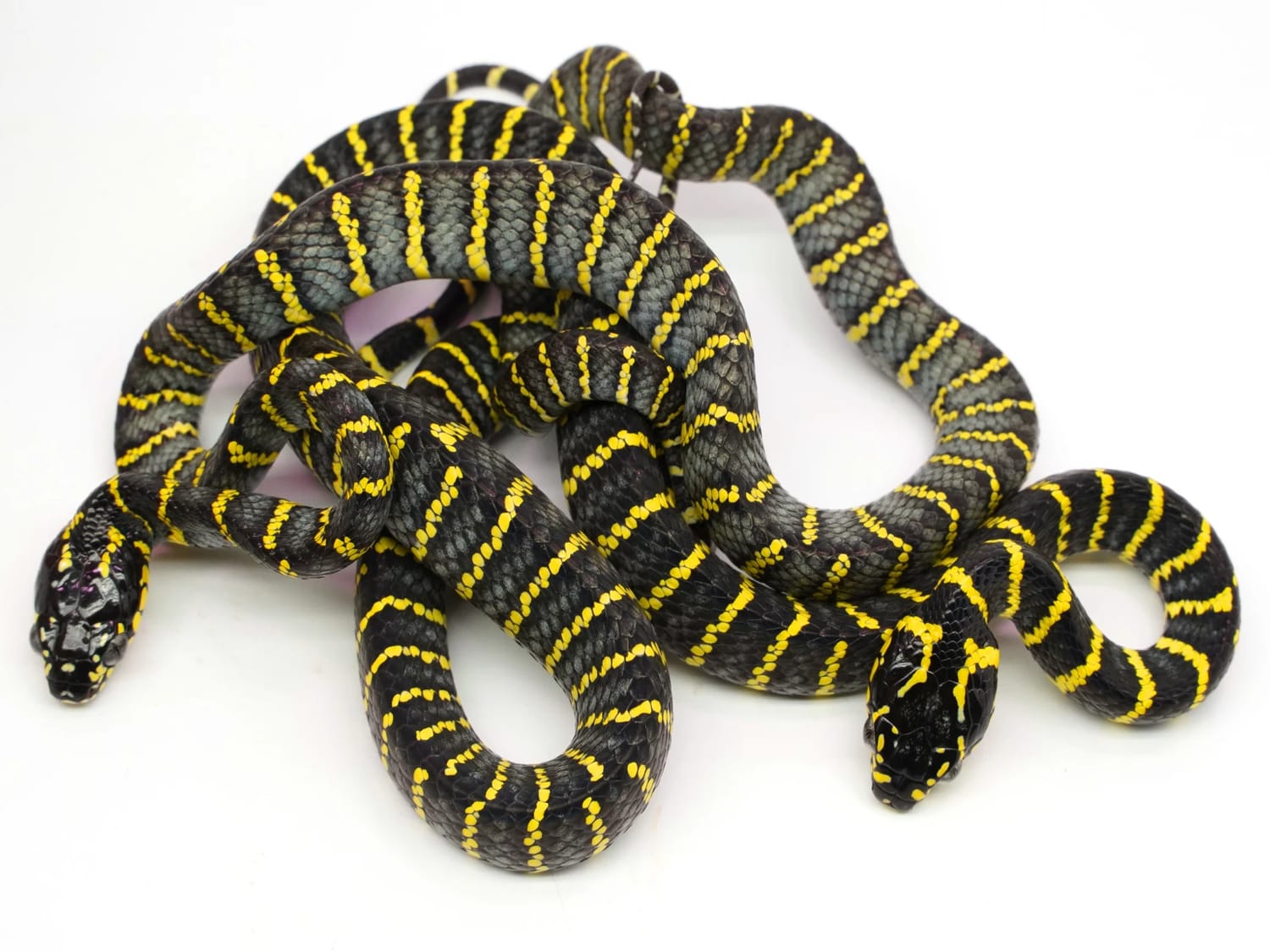 Pairs CBB Boiga Divergens - Blue Mangrove Snakes More Colubrid by New ...