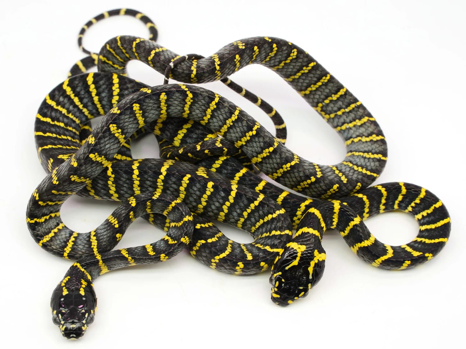 Pairs CBB Boiga Divergens - Blue Mangrove Snakes Other Colubrid by New ...