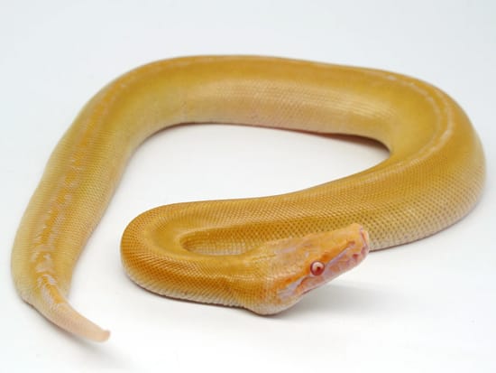 T- Albino Ivory Blood Python by New England Reptile Distributors