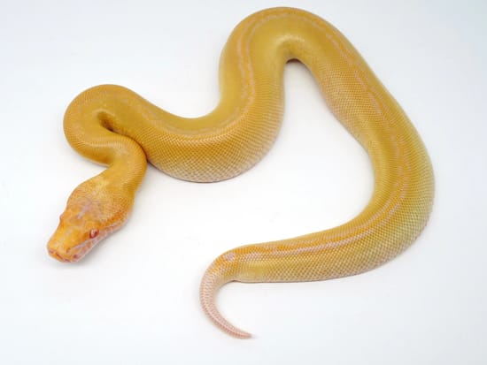 T- Albino Ivory Blood Python by NERD