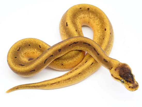 Pinstripe Spider Enchi Odium ++ Combo Ball Python by NERD