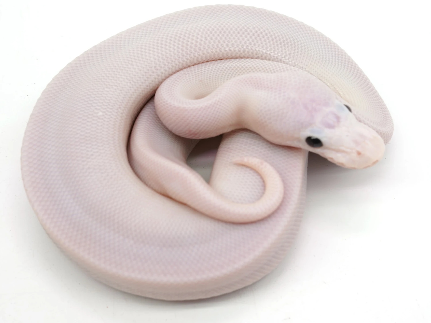 SALE 2021 Female Super Lucifer Black Eyed Leucistic + Ball Python by ...