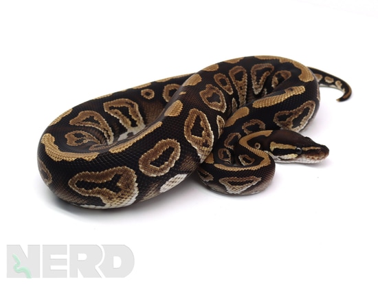 Phantom Yellowbelly Fader Plus Ball Python by New England Reptile ...