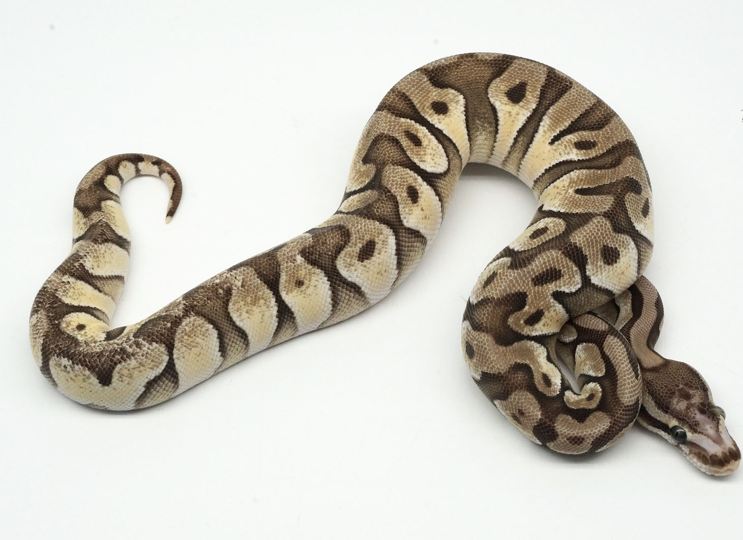Pastave Microscale Fader Ball Python by New England Reptile ...