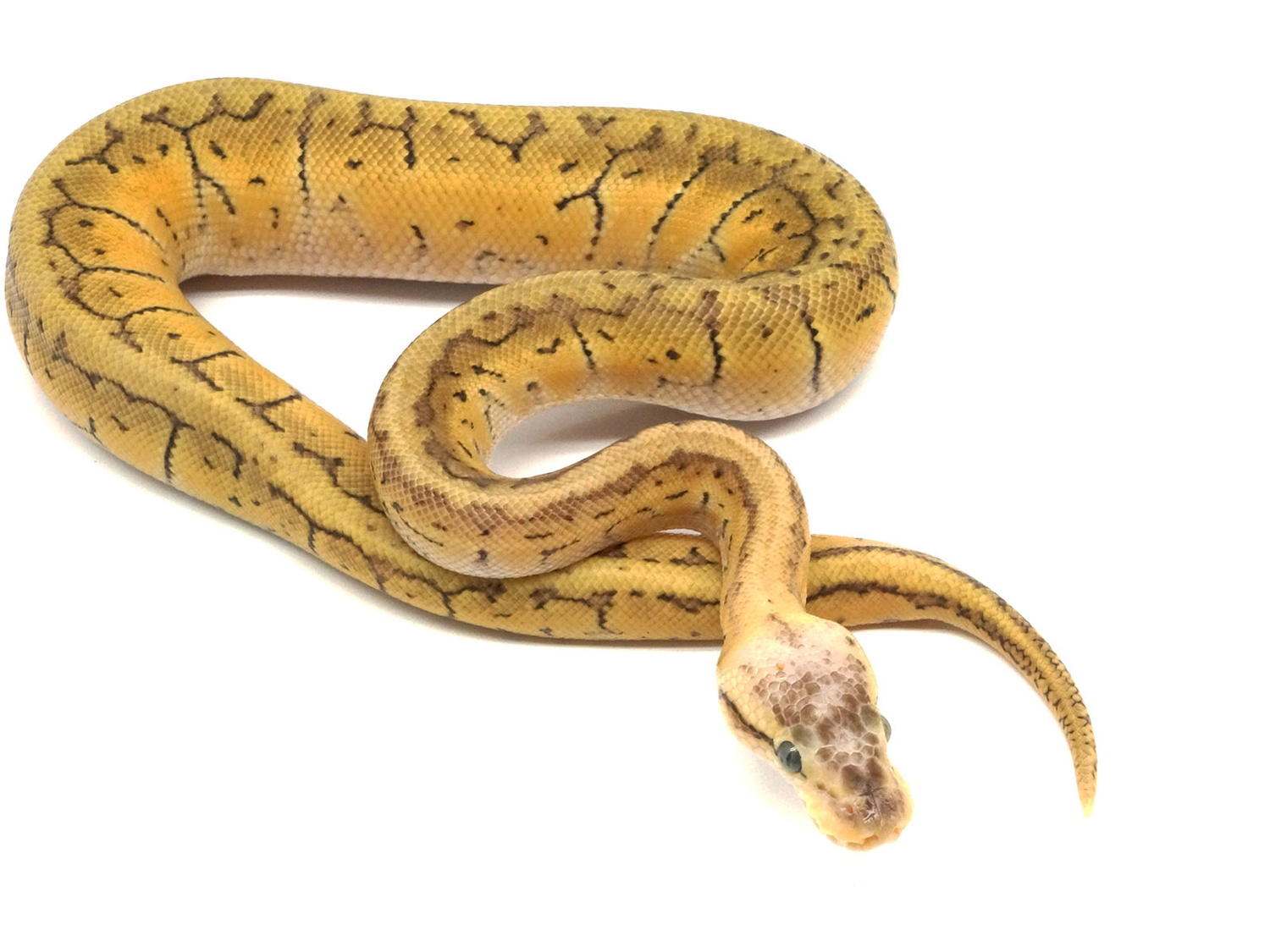 Lemon Blast Het Desert Ghost Poss Het Clown Poss Het Ghost Ball Python ...