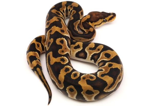 Crypton (Clown Cryptic) Het Piebald Possible Het Caramel Ball Python by ...