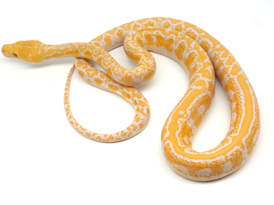 White Albino Marble Reticulated Python by NERD