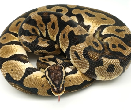 Inferno EMG Clown Ball Python by New England Reptile Distributors ...