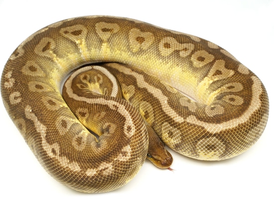 Hidden Gene Woma Granite Mojave Yellowbelly Possible Odium Plus Ball Python by NERD