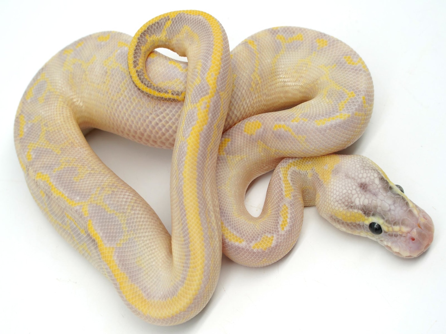 Freeway Super Pastel Leopard Phantom Lucifer + Ball Python by New ...