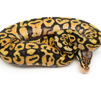 2021 Female Lavender Albino Confusion Gene Ball Python by New England ...