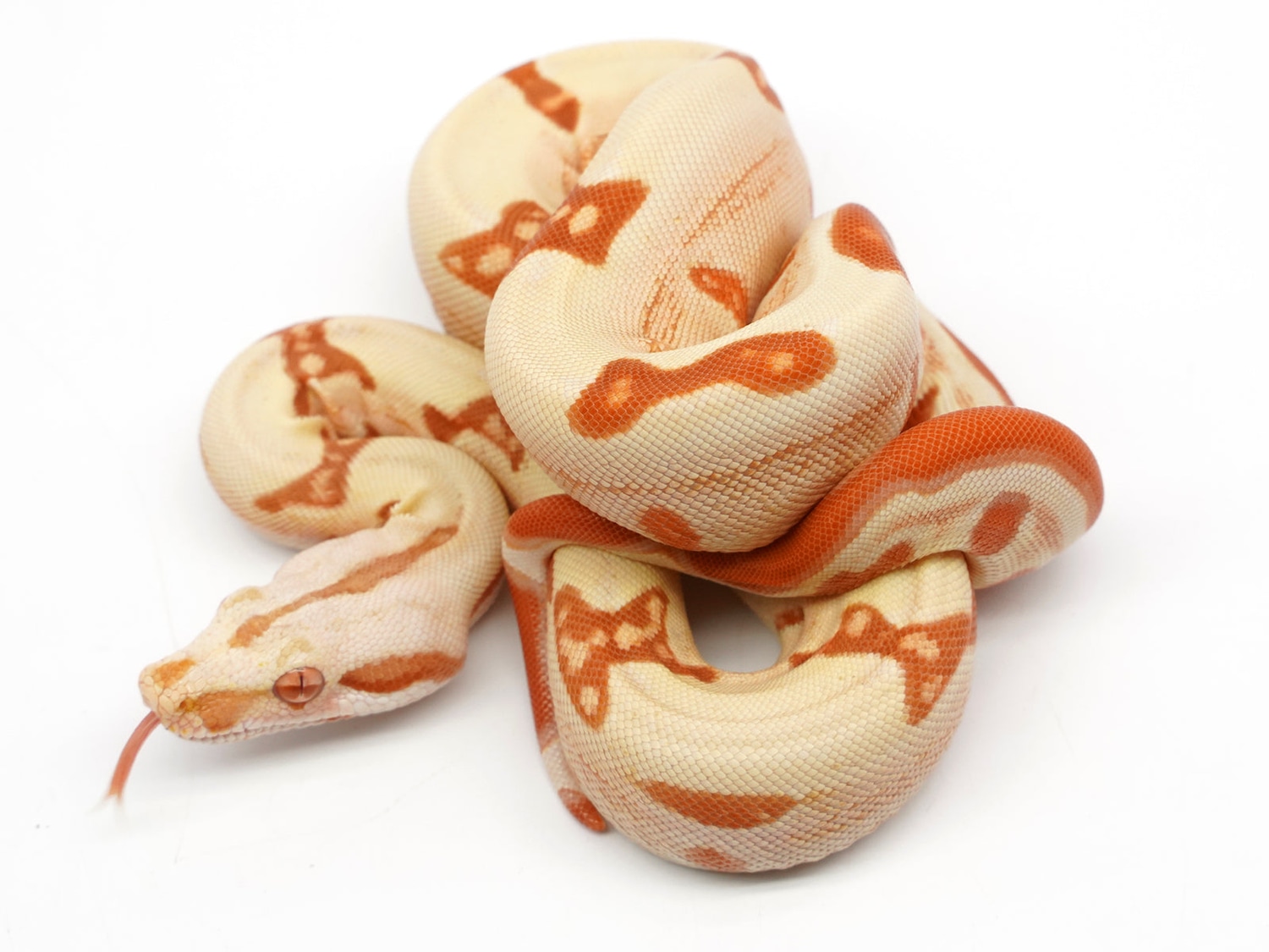 S. Sunglow Lipstick Kahl Jungle IMG - SMOKER Boa Constrictor by New ...