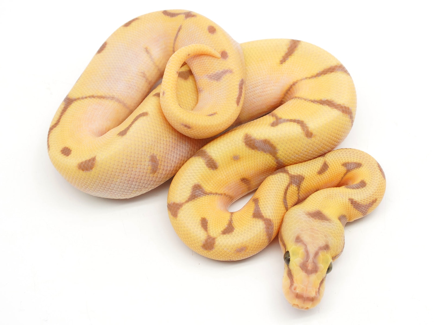 Coral Glow Bumble Bee Super Enchi Het Piebald Ball Python by New ...