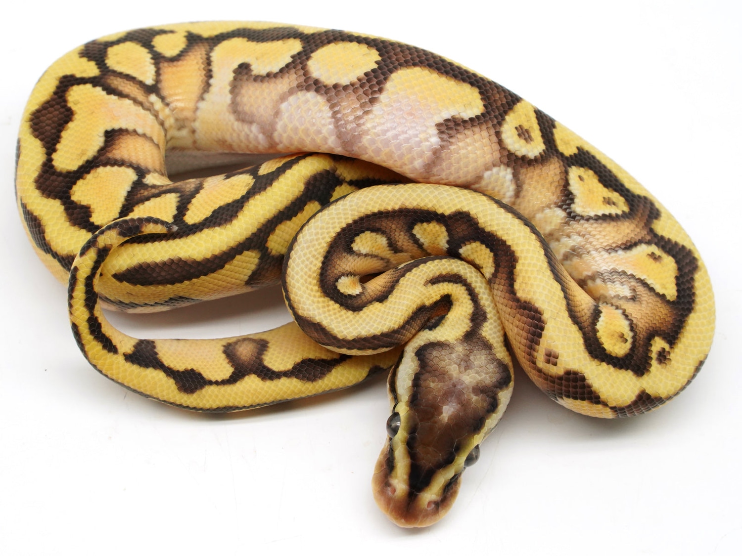 2021 Male Pastel Enchi Hidden Gene Woma Het Piebald Het Clown Ball ...