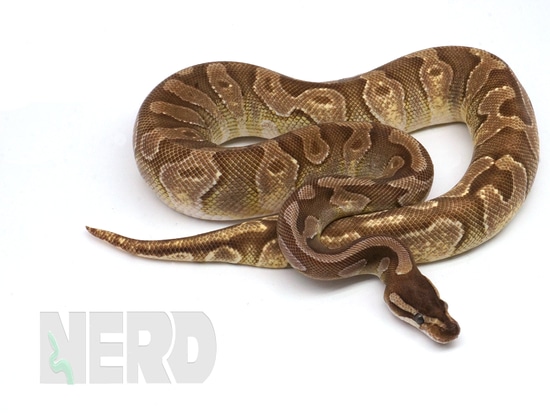 HOLDBACK Mojave Enchi Odium Ball Python by NERD