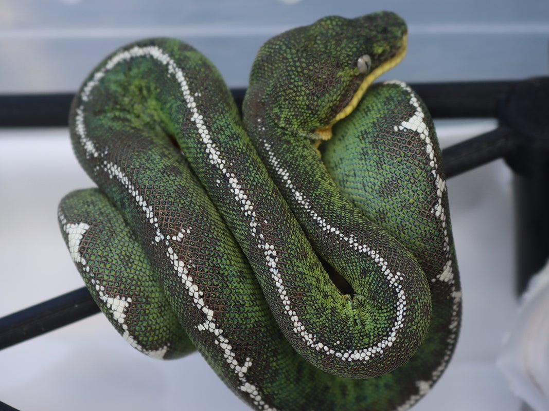CBB IMG Emerald Tree Boa - Likely Male - 1816 - 3 Amazon Basin Tree Boa ...