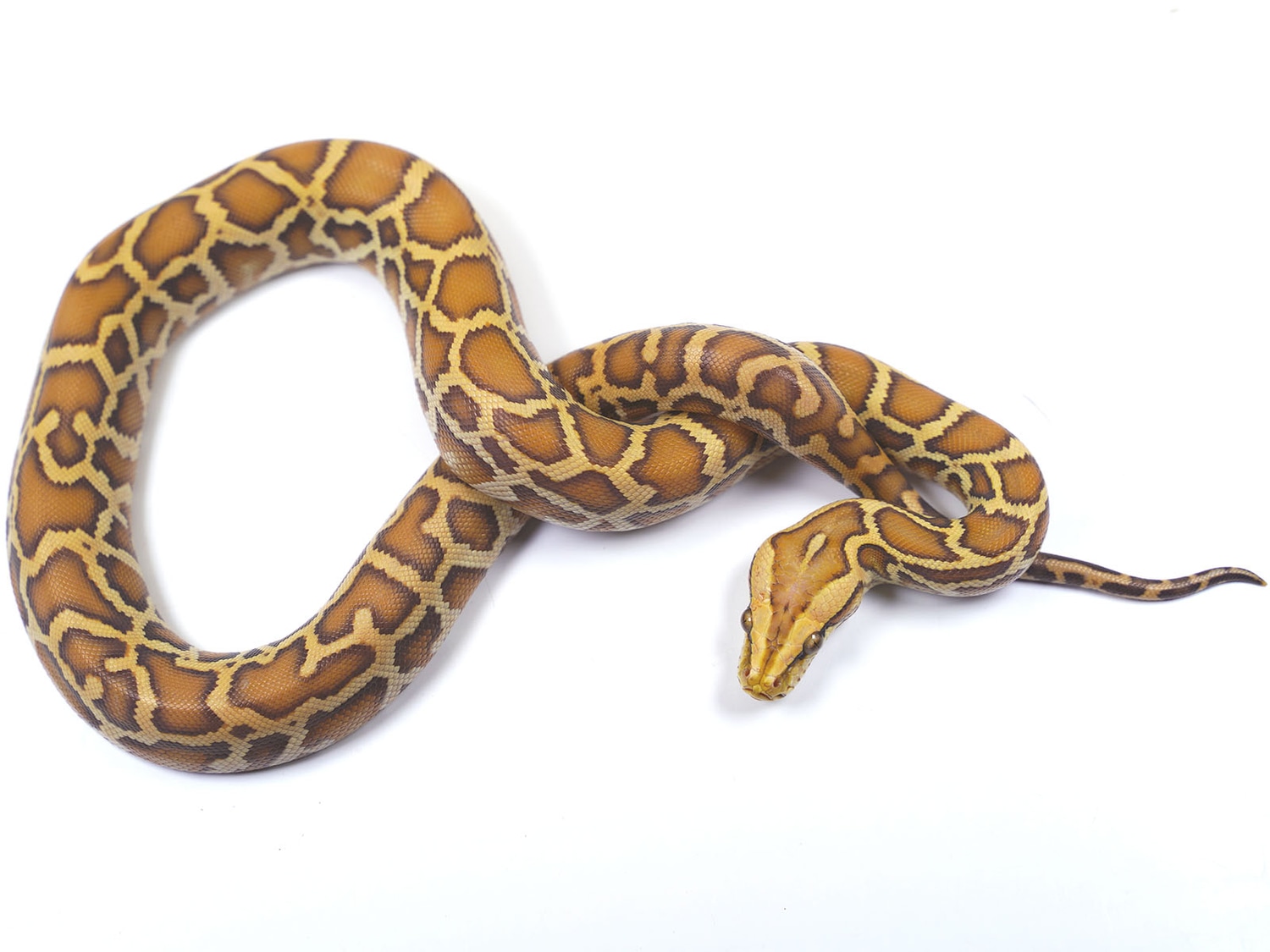Gulf Coast Caramel Burmese Python by New England Reptile Distributors ...