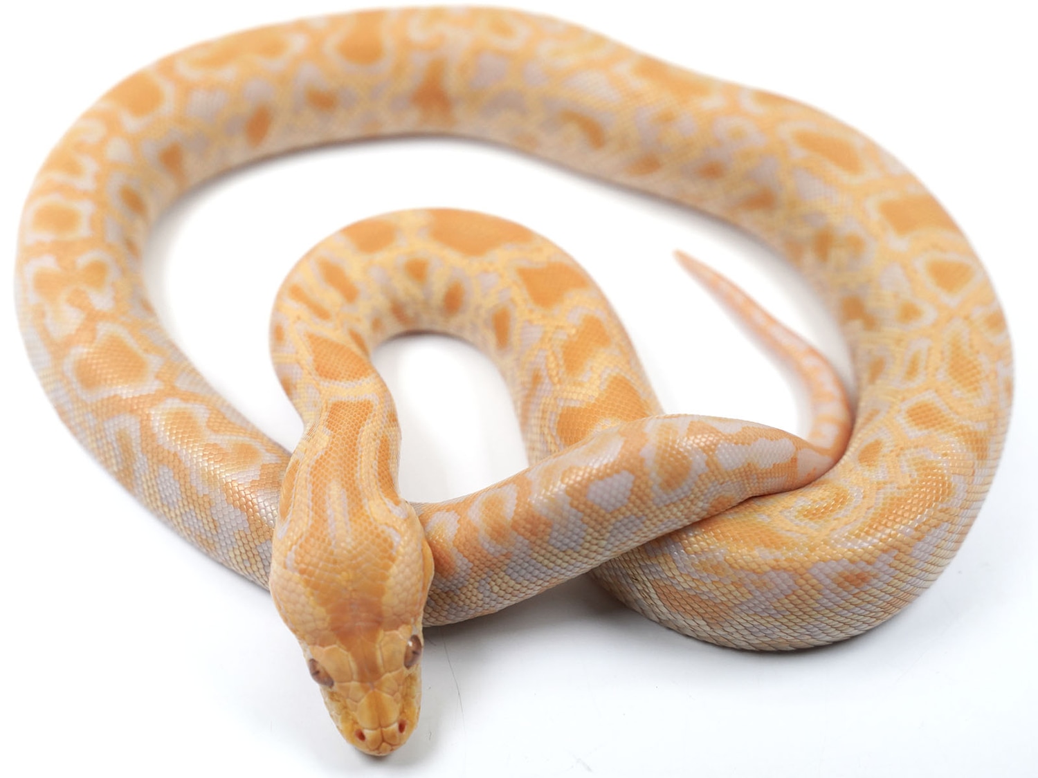 Albino Het Gulf Coast Caramel Burmese Python by New England Reptile ...