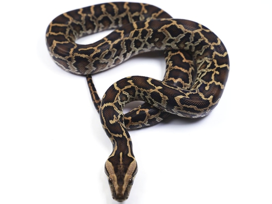 Het Gulf Coast Caramel Burmese Python by New England Reptile Distributors
