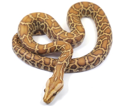 Gulf Coast Caramel Burmese Python by New England Reptile Distributors ...