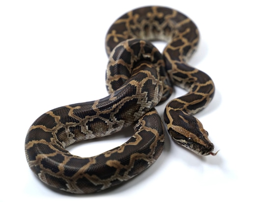 Het Gulf Coast Caramel Burmese Python by New England Reptile Distributors