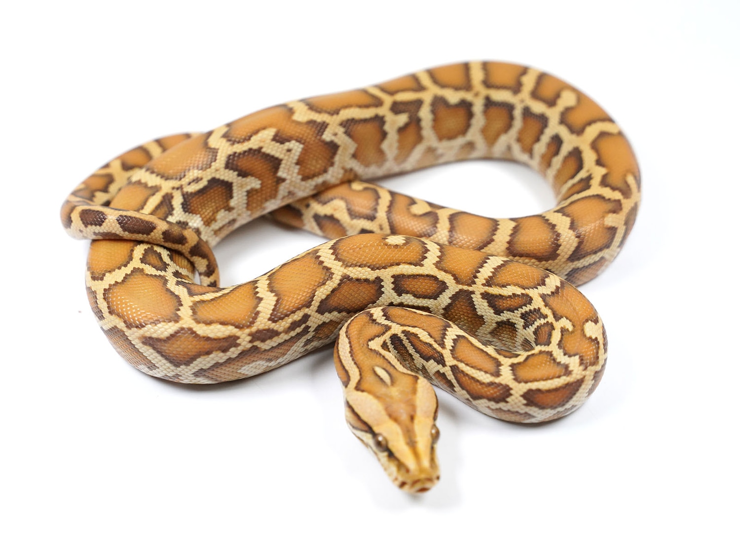Gulf Coast Caramel Burmese Python by New England Reptile Distributors ...