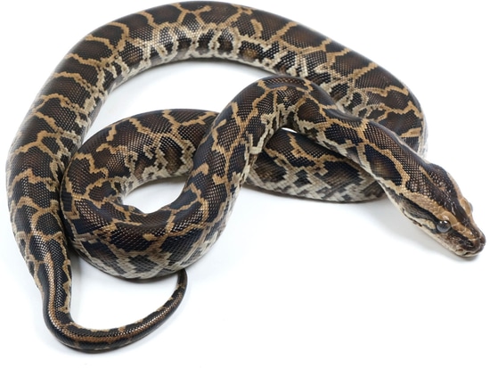 Het Gulf Coast Caramel Burmese Python by New England Reptile Distributors