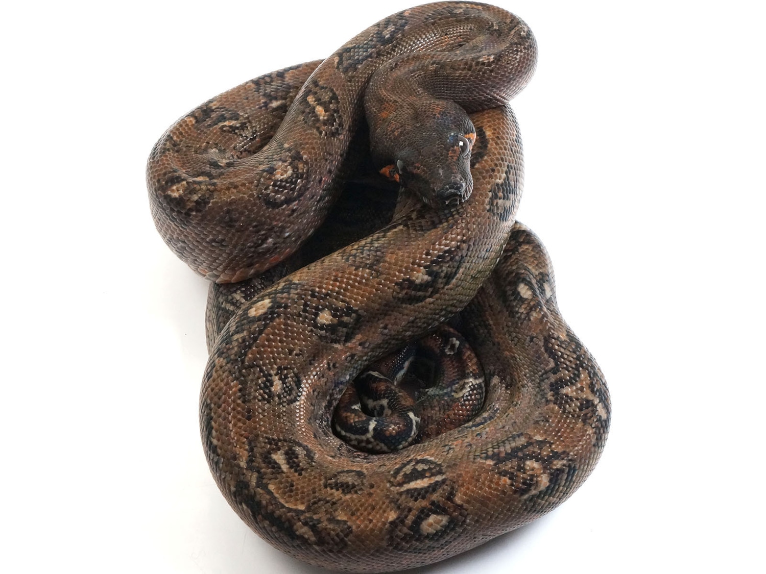 CB Leopard Sonoran Boa Boa Constrictor by New England Reptile ...