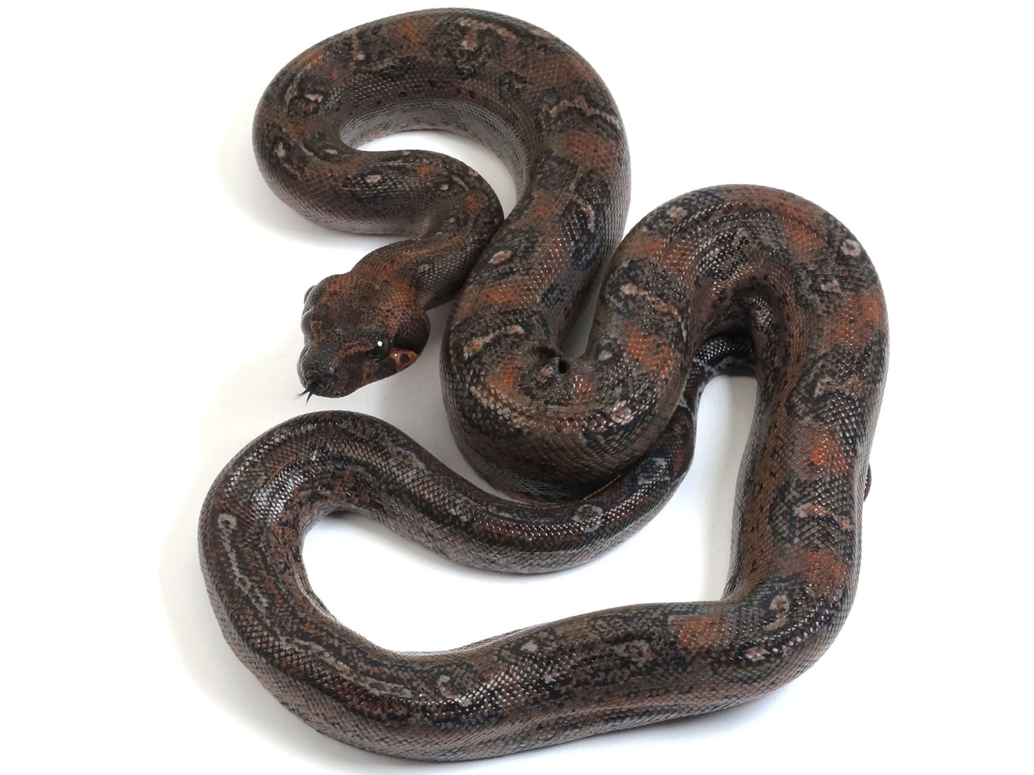 Captive Bred 2021 Female Leopard Sonoran Boa $750 Boa Constrictor by ...