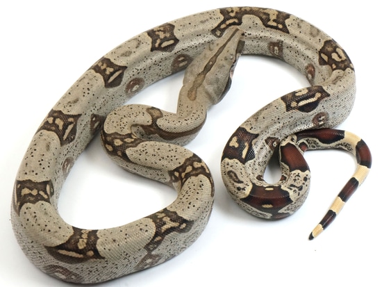 Iquitos Peruvian Redtail Boa- Emoji Smiley Face Boa Constrictor by NERD