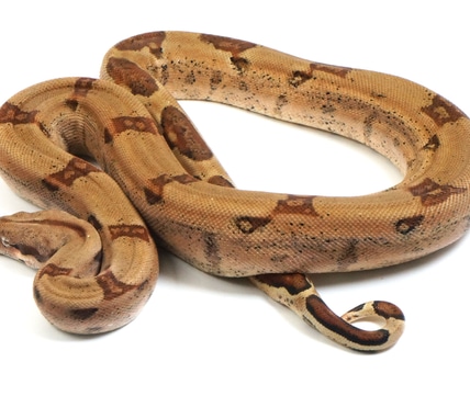 Hypo Super Jungle Boa Constrictor by New England Reptile Distributors - MorphMarket