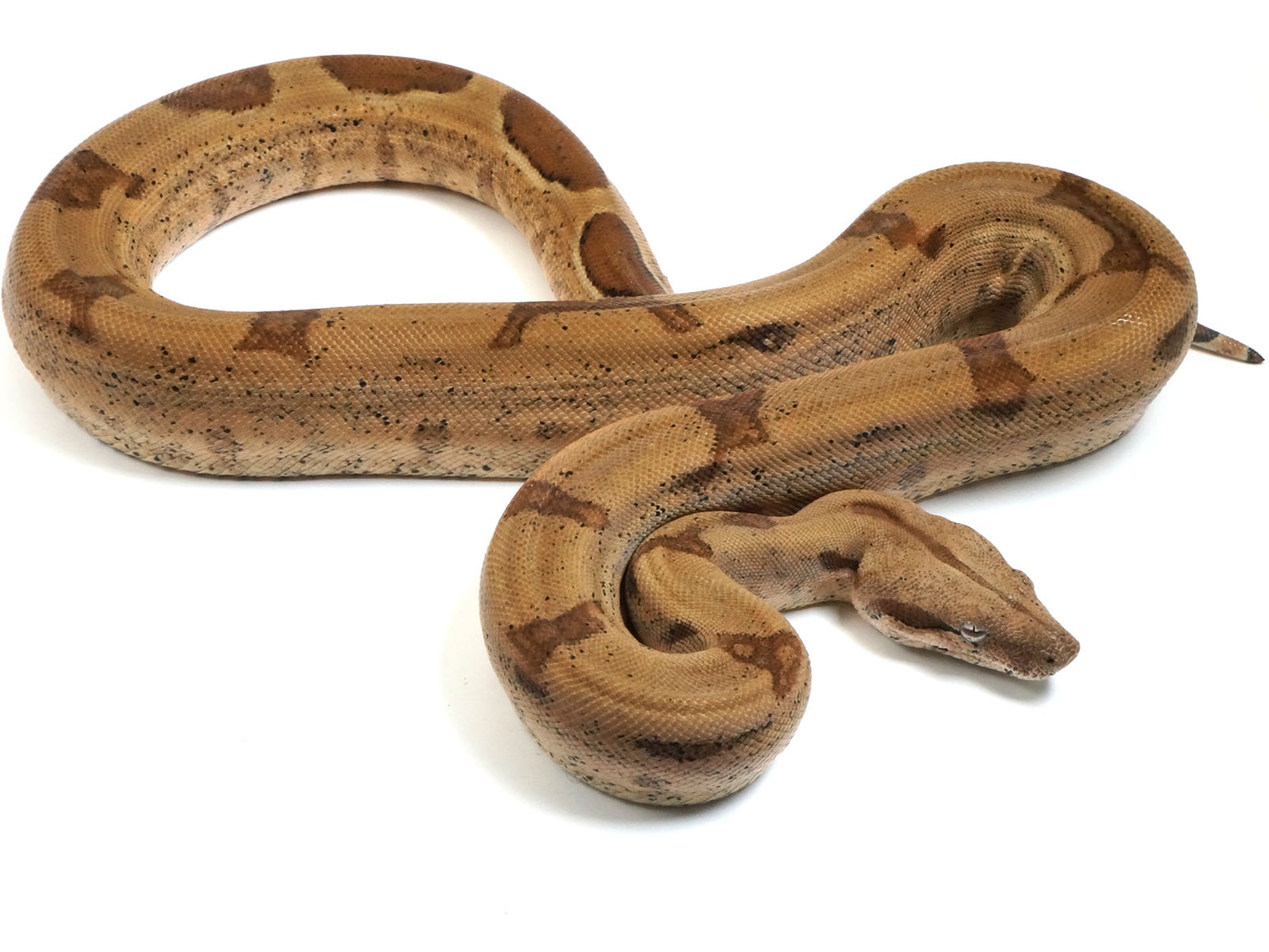 Hypo Jungle Jaguar Boa Constrictor by New England Reptile Distributors ...