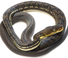 Other Pythons for Sale - MorphMarket US & Canada