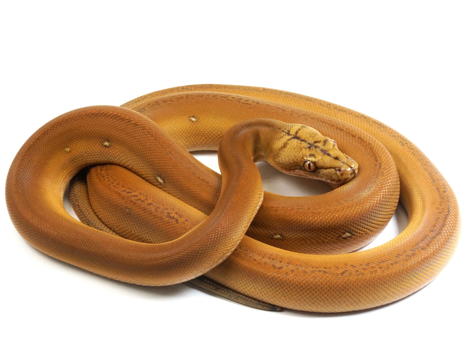 Golden Child Orange Ghost Stripe Granite Back Reticulated Python by New ...