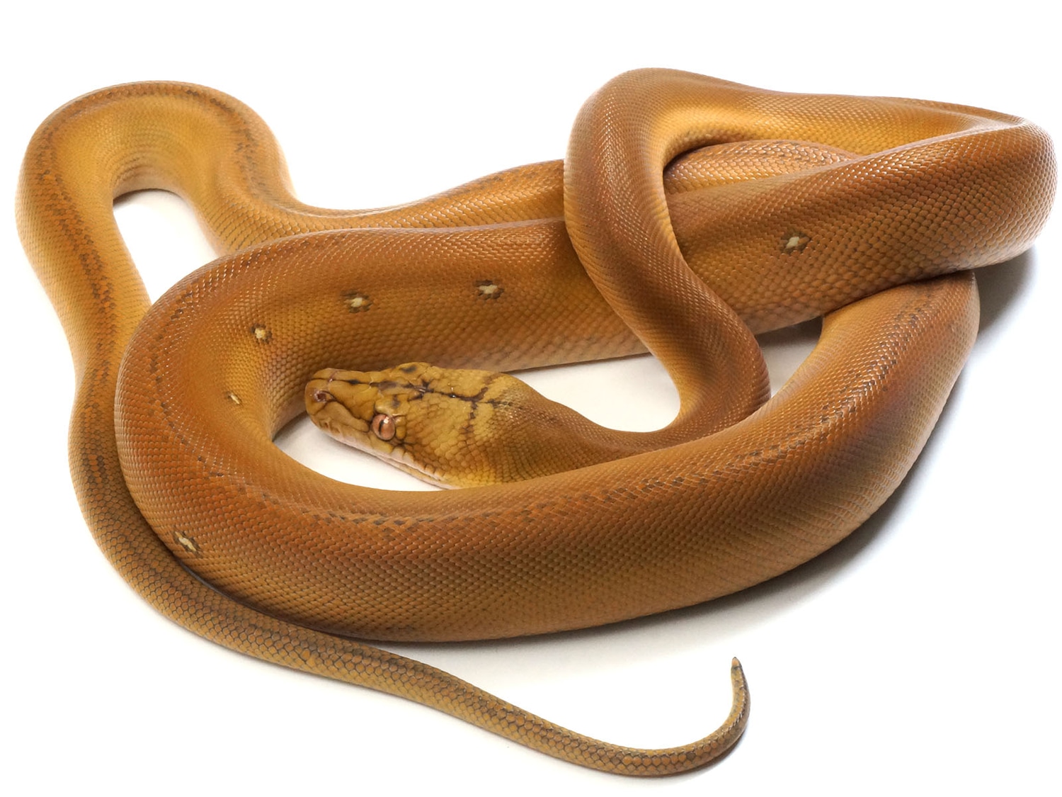 Golden Child Orange Ghost Stripe Granite Back Reticulated Python by New ...