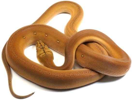 Golden Child Orange Ghost Stripe Granite Back Reticulated Python by NERD