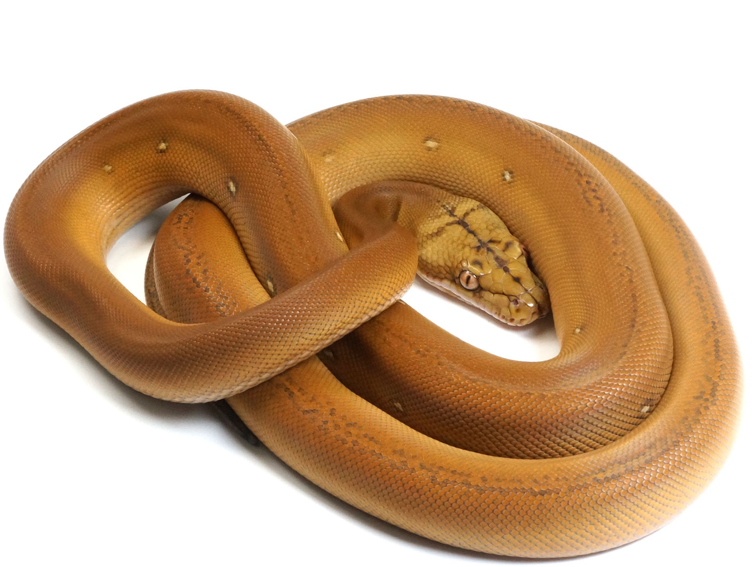 Golden Child Orange Ghost Stripe Granite Back Reticulated Python by New ...