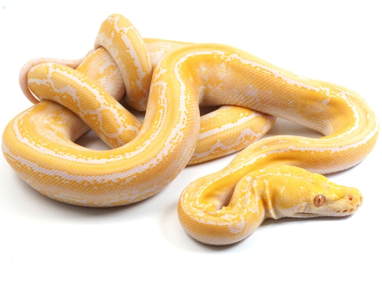 White Marble Tiger Reticulated Python by NERD