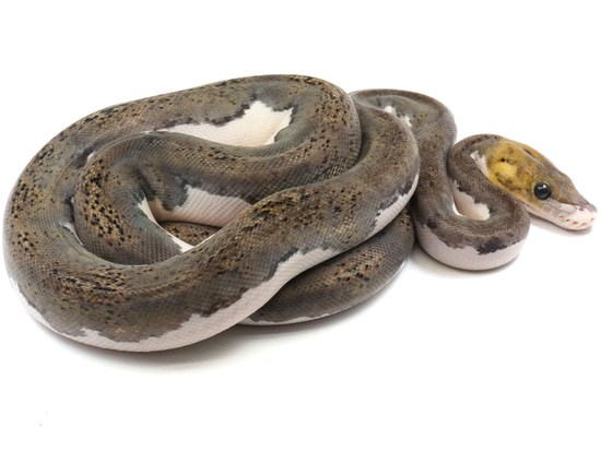 Piebald Reticulated Python by NERD
