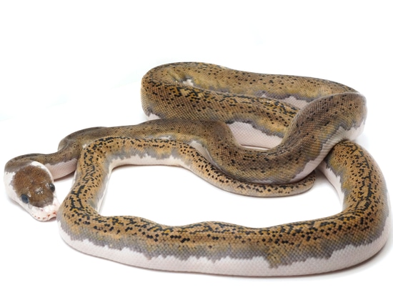 Piebald Reticulated Python by NERD