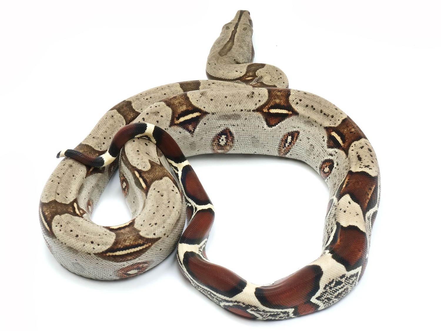 CBB Iquitos Peruvian True Red-tailed Boa Constrictor by New England ...