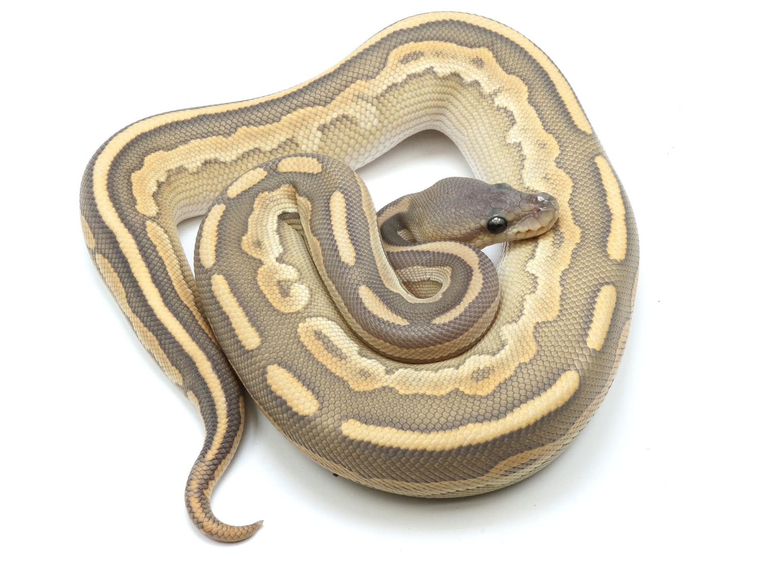 Cinnamon Mojo Hypo Het Genetic Stripe Ball Python by New England ...