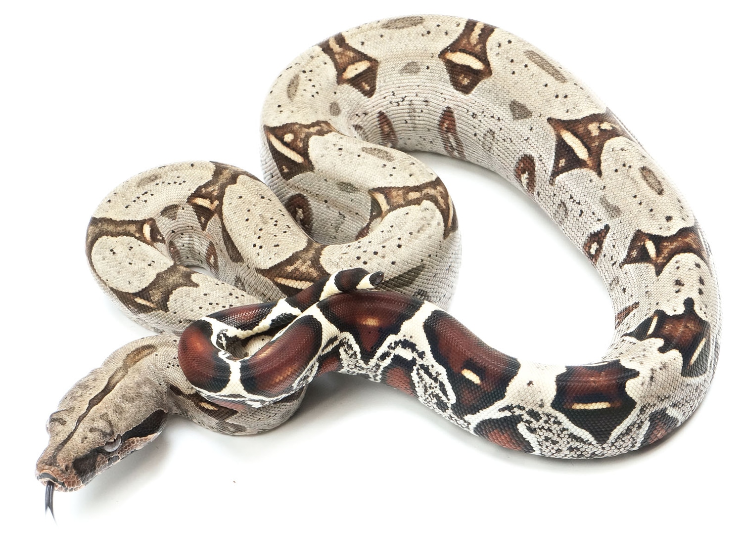 CBB Iquitos Peruvian True Red-tailed Boa Constrictor by New England ...