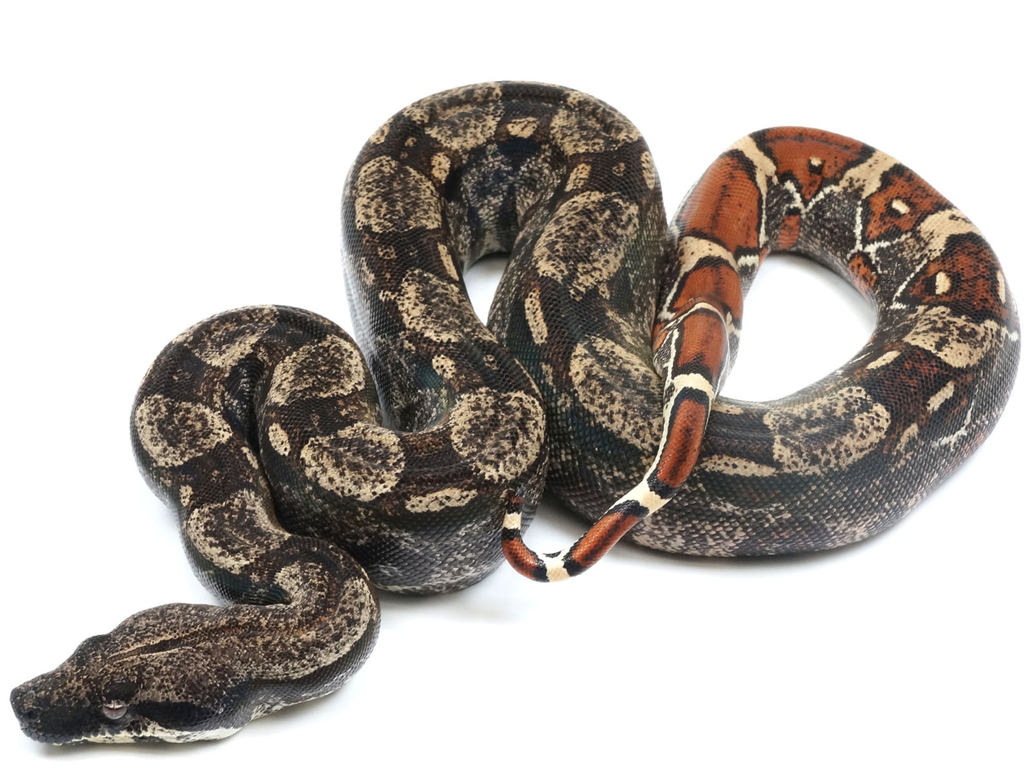 2021 Female Fire IMG Jungle Het Leucistic Het Anerythristic $1,500 Boa ...