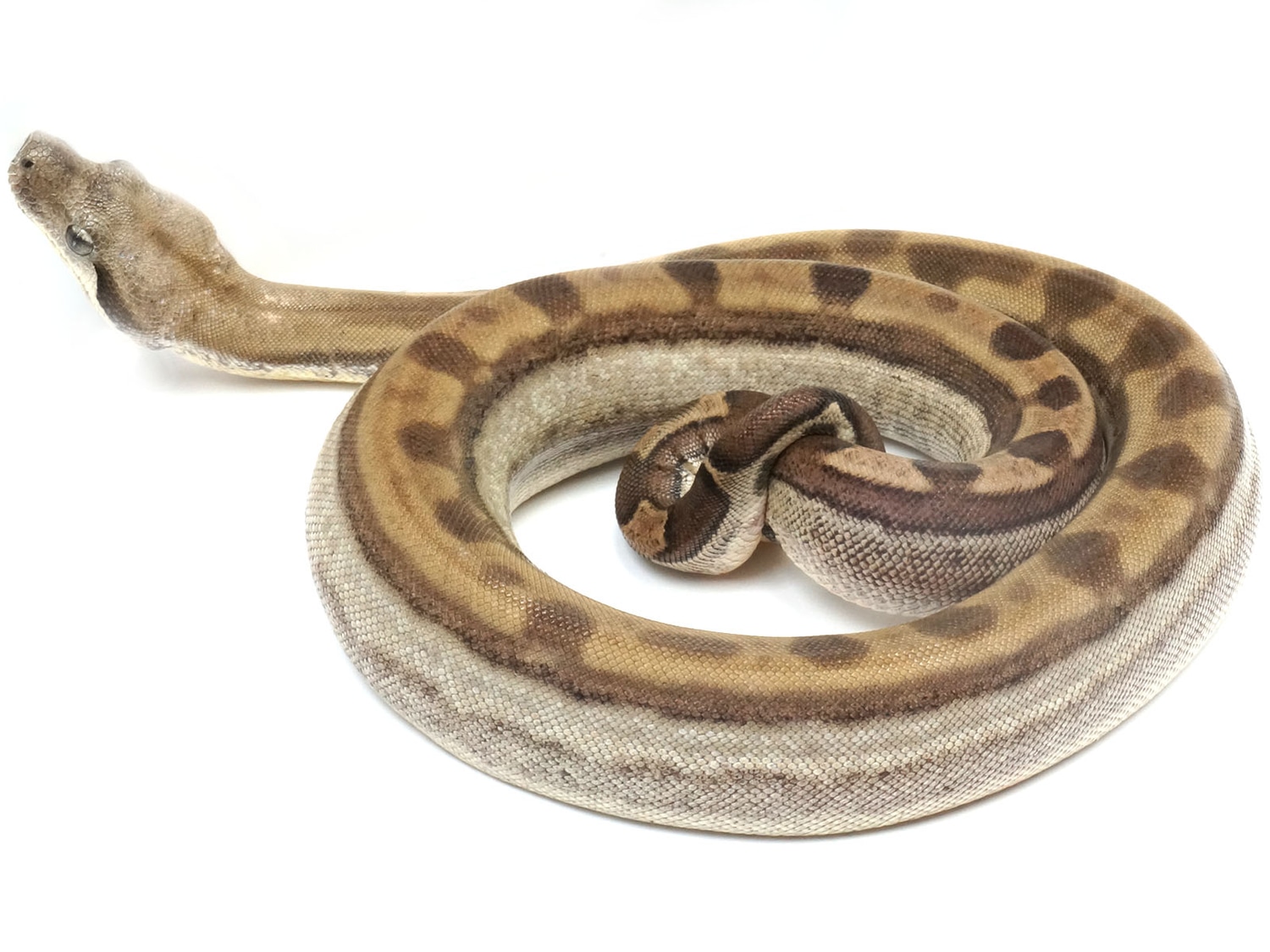 Anerythristic Motley Fire Possible Het Albino Boa Constrictor by New ...