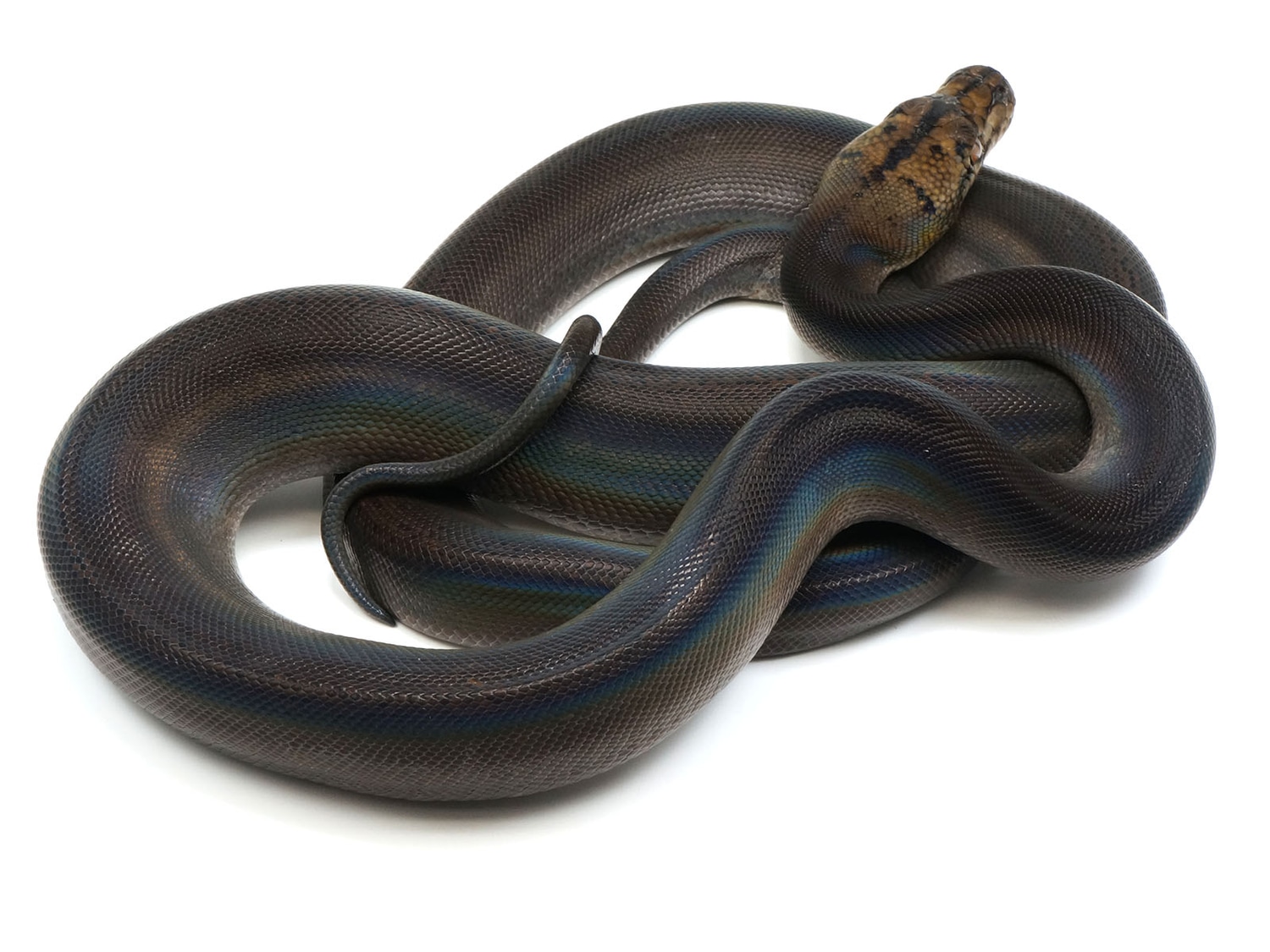 Golden Child Motley Het Albino Reticulated Python by New England ...